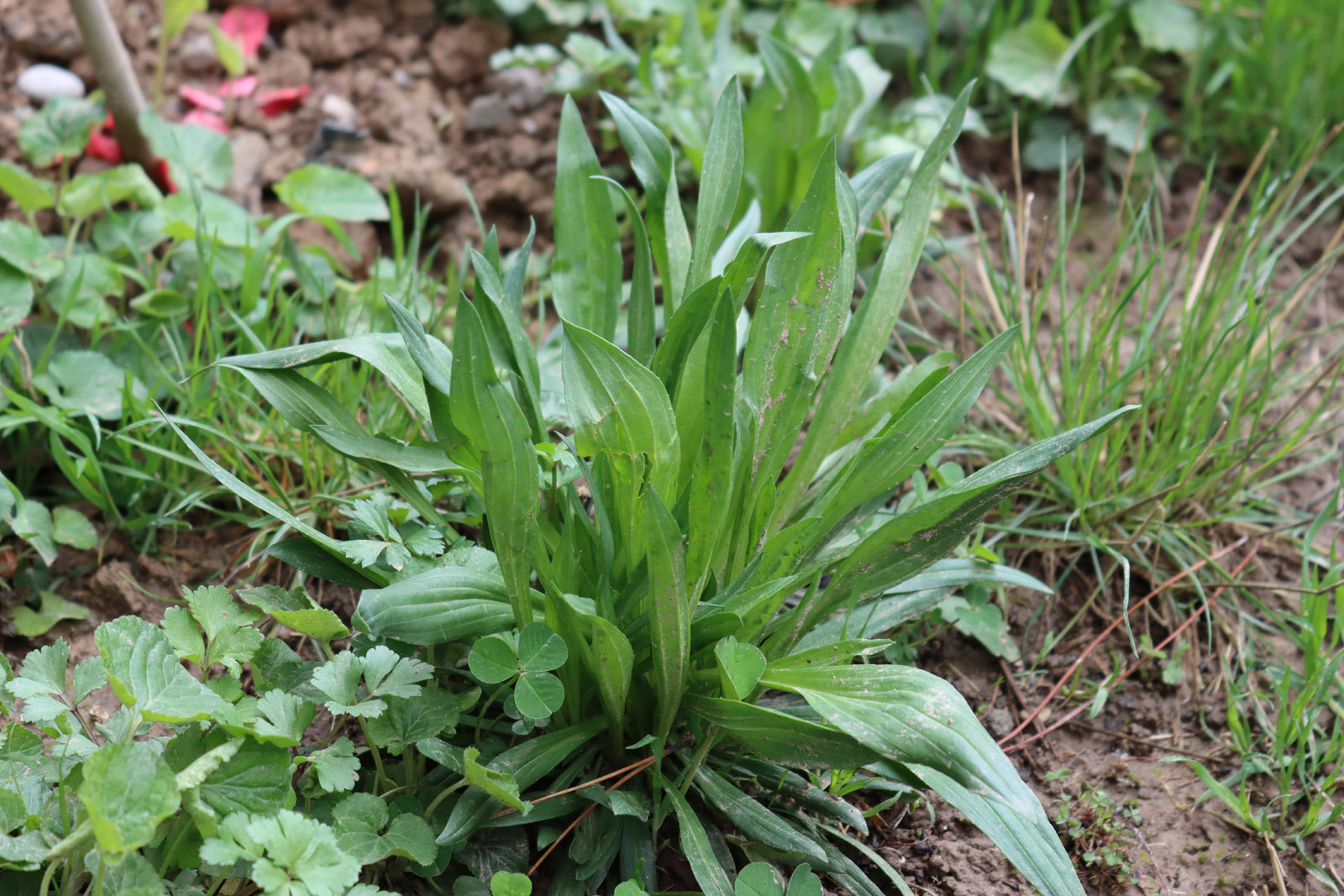 Plantago lanceolata L. - Ethnobotany.uz
